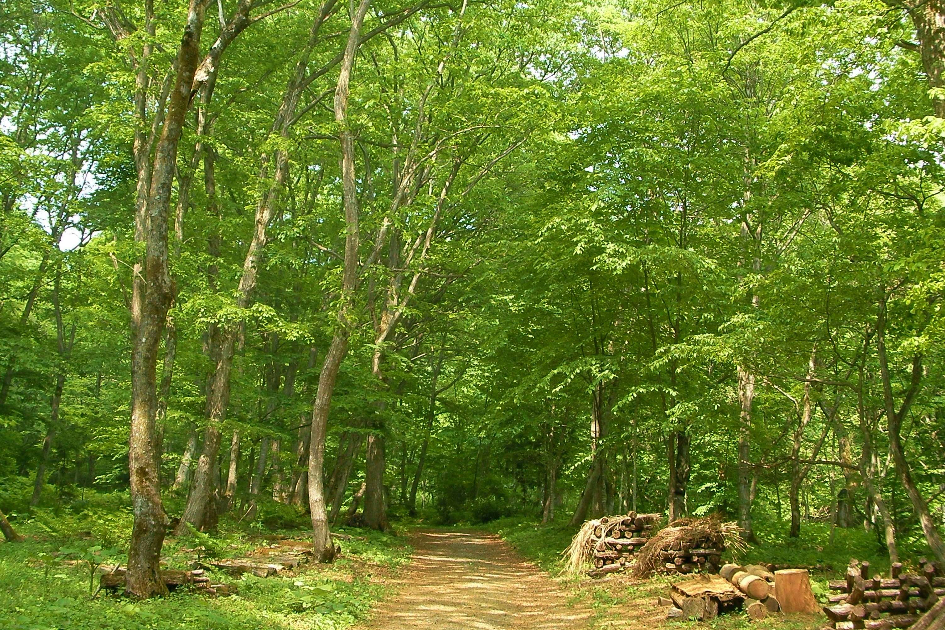 The Healthy, Healing Forests of Shinano-machi – Official Travel Guide ...