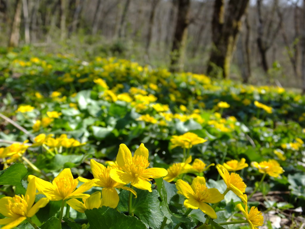 The Healthy, Healing Forests of Shinano-machi – Official Travel Guide ...